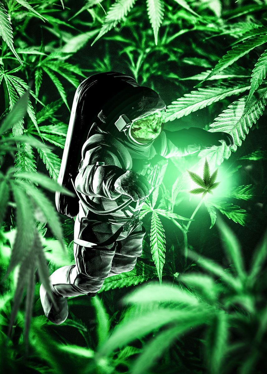 High Quality Cannabis Stoner Wall Art Design 34 A2 Size Poster – Pixie ...